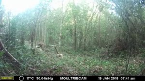 Jaguar trap cam Mexican jungle