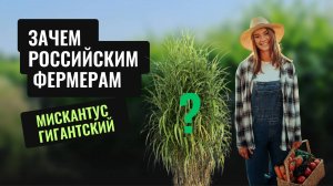 Зачем российским фермерам мискантус гигантский