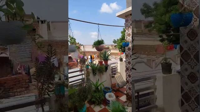 #tertalvine #plant #garden #green #gardeningzone |grow your tertal vine