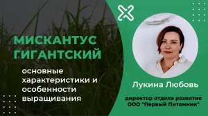 Основные характеристики и особенности выращивания Мискантуса гигантского