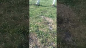 Снаряд времён ВОВ нашли, а убрать забыли