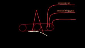 Межлестничный и предлестничный промежутки - Топографическая анатомия