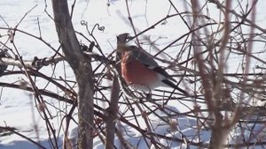 СНЕГИРЬ в нашем саду!