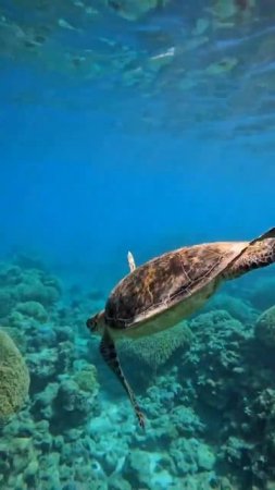 😵 Oh my God what is this at the bottom of the on the sea !!