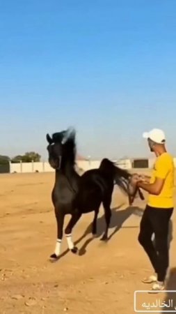#خيول_عربية_اصيلة #خيل #اكسبلور #horse #الخيل #حصان