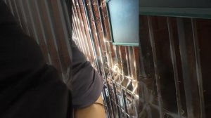 Кого из собачек они выберут?! Анонс