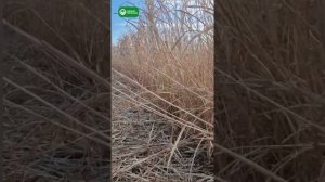 Обзор питомника мискантуса гигантского 23 марта