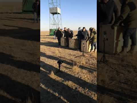 Трое сайгаков с GPS-передатчиками были выпущены в степь в Астраханской области