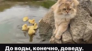 Кот и семеро утят