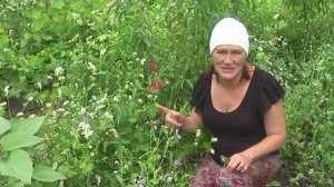 Как работают принципы пермакультуры