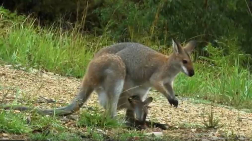 11_Имбирь  как противовоспалительное средство___Барбара Онил