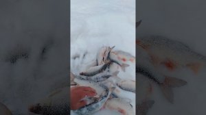 Крупная сорога на мормышку