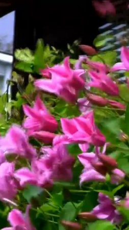 Ветер сильный и могучий. Дмитрий Шлапак