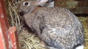 soon will be mather rabbit