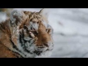 Китай и Россия создали лабораторию по сохранению и восстановлению популяции амурского тигра