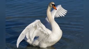Картинки лебедя🦢