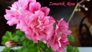 Пеларгония Zonartic Rose розовое очарование