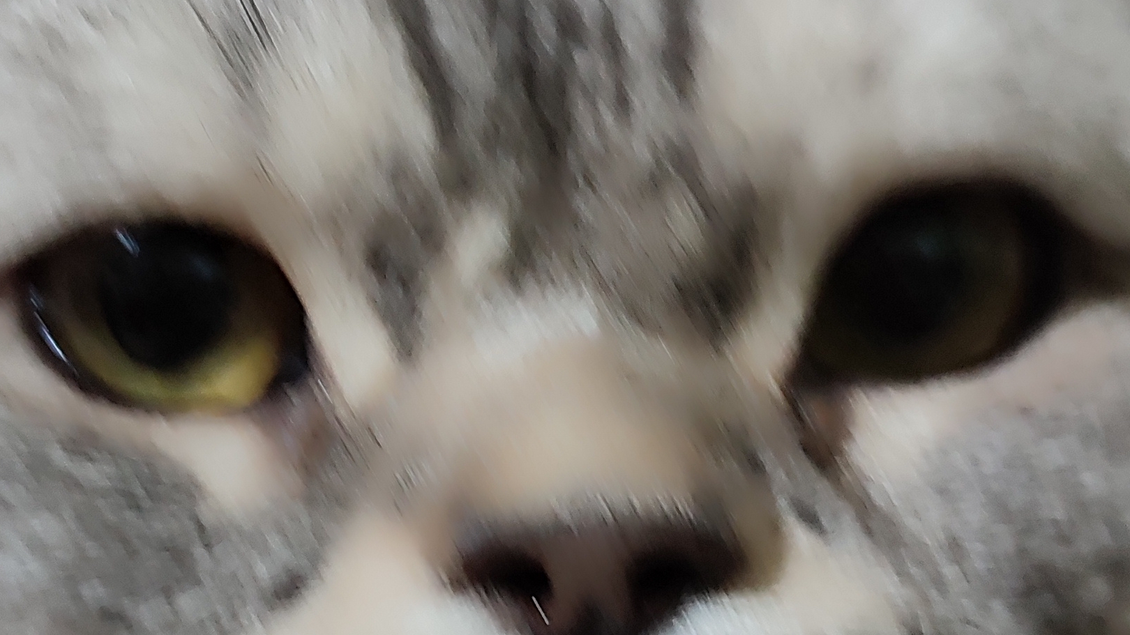 Видео кружок от Домера от 20.04.2025