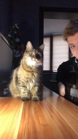 Кот завис🤣 #кот #кошка#пою