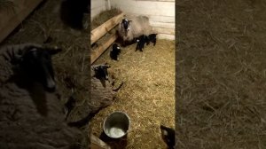🐑 “Экватор” пройден. Новости с фермы “Моё Подворье”