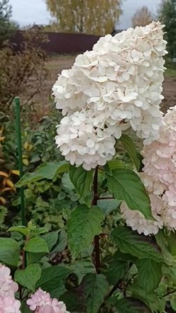 Гортензия Ванила Фрайз 02.10.2023 #гортензия #garden