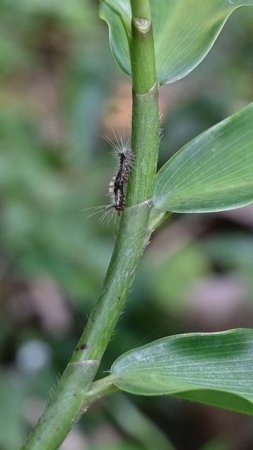 Side view of a hairy White marked tussock moth caterpillar crawling on a stem surface #caterpillar