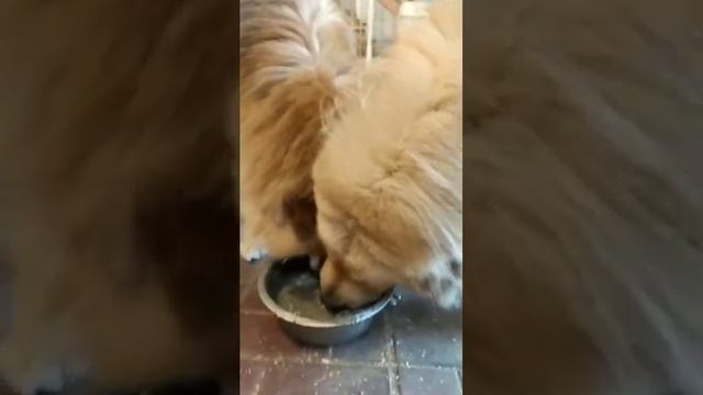 Благородный джентльмен ТИБЕТСКИЙ МАСТИФ