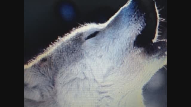 Стихотворение "Сон во сне..." С. Пакулов