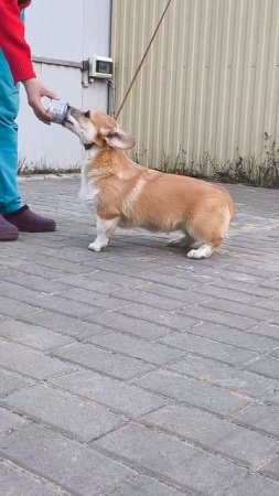 вельш корги пемброк
