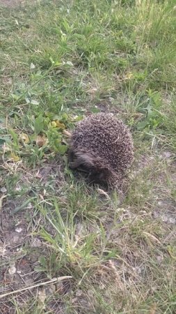 мёртвый ёжик 🦔😢