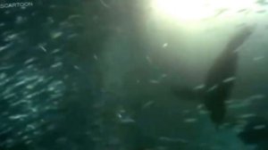 @MEGASHAEK2010s : OTODUS MEGALODON JURASSIC FIGHT CLUB 10