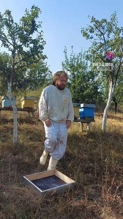 Dobro sam, ne brinite 🙂🐝🍯 #shorts #med #bee #pcelar