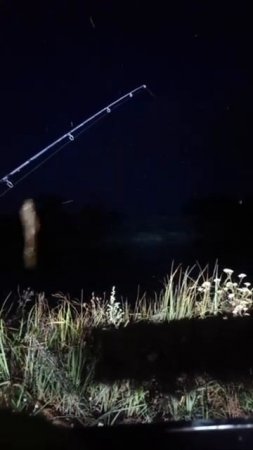Рыбалка, Дон,Сом