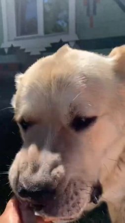 🍦+ 🦮 = 🧡 #alabai #собака #dog #dogvideo #puppy #алабайвидео #animals #алабай #омск