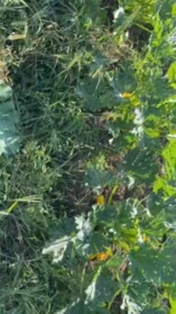Zucchini,tomatoes, peppers & eggplant  | harvesting time