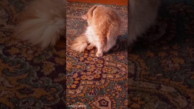 КОТИКИ - Пуся