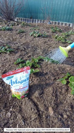 Первая подкормка клубники по листу весной