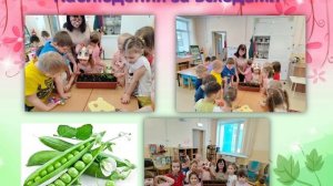 Вот и выросла фасоль!