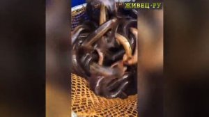 Живая рыба для пруда - Живец.ру