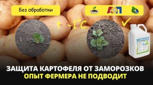 Как защитить всходы картофеля от возвратных заморозков. Опыт фермера по применению фитомодулятора