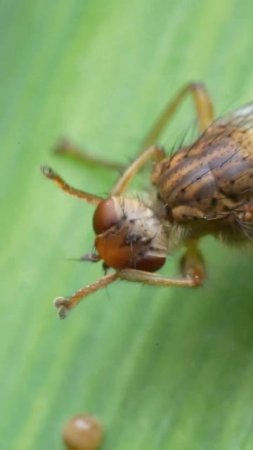 Fly