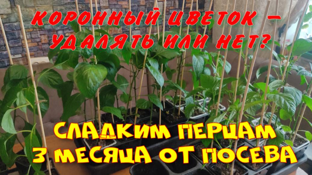 ПЕРЦАМ 3 МЕСЯЦА. КОРОННЫЙ ЦВЕТОК - УДАЛЯТЬ ИЛИ НЕТ?