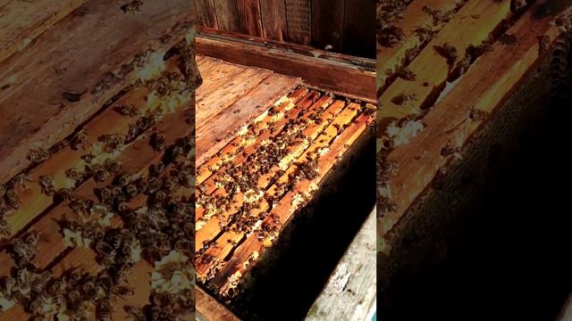 Улик обнаружился непокаченный...21.08.21