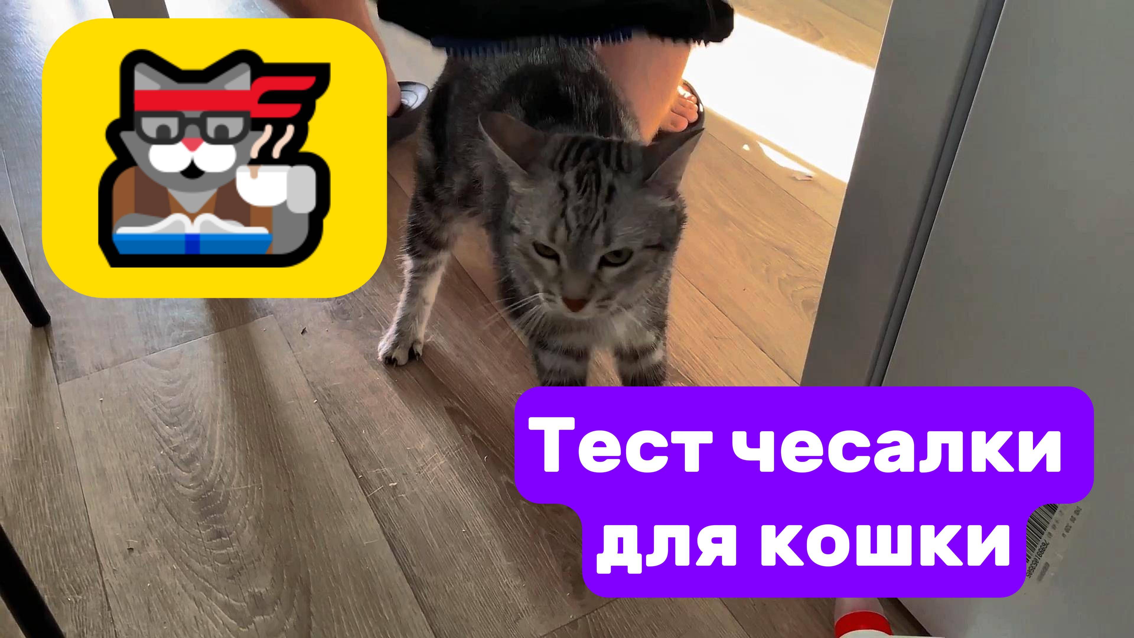 Тест чесалки для кошки Бон Бон очень понравилось