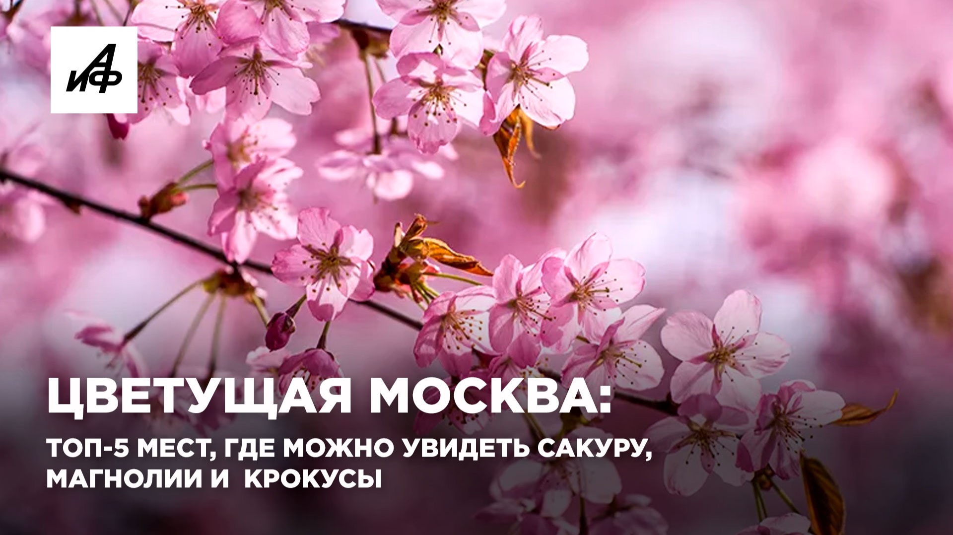 Цветущая Москва: топ-5 мест, где можно увидеть сакуру, магнолии и  крокусы