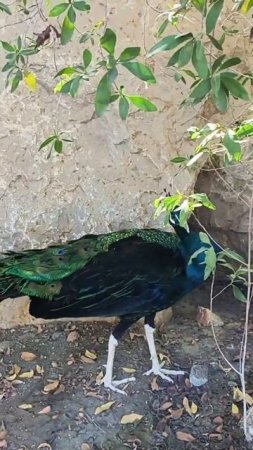 peacock spotting#nature#photography#shorts #