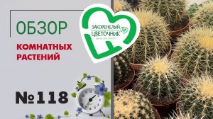 Обзор растений: калатеи, тилландсии, фикусы, мандевилла, колумнея, рипсалидопсисы и кактусы #118