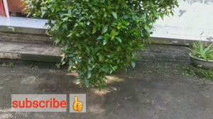 KUMIS KUCING, tanaman obat, Bonsai Obat . bonsai unik #kumiskucing #Orthosiphonaristatus #bonsaiuni