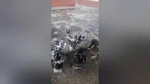 Вот мой домашний хозяйства кому интересно смотрите куры инда утки брама гуси