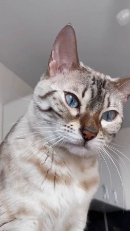 Доброе утро любого кошатника#mewsnews #mnмем #котики